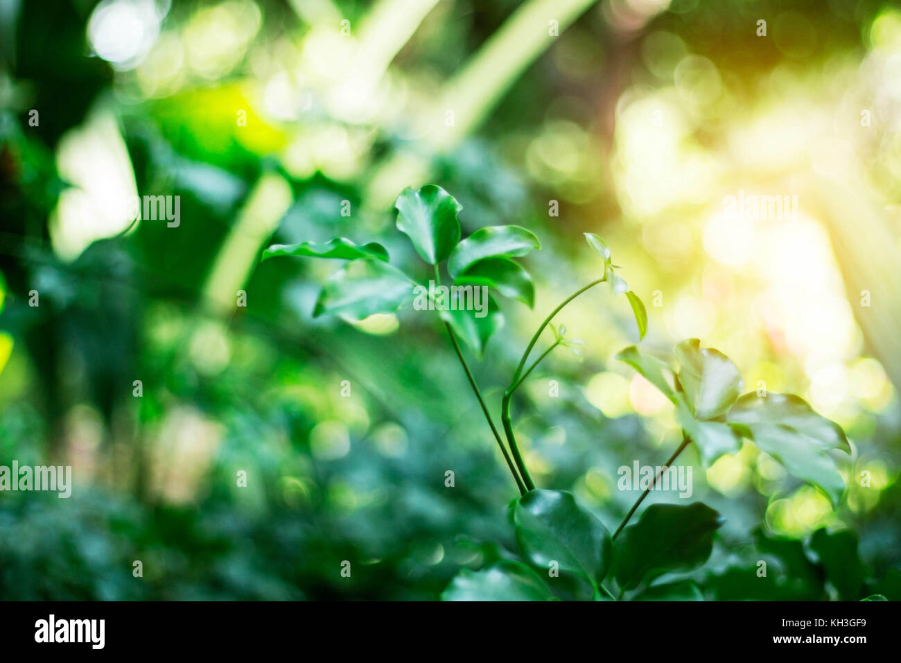Leaves of plants with sunlight in nature Stock Photo - Alamy