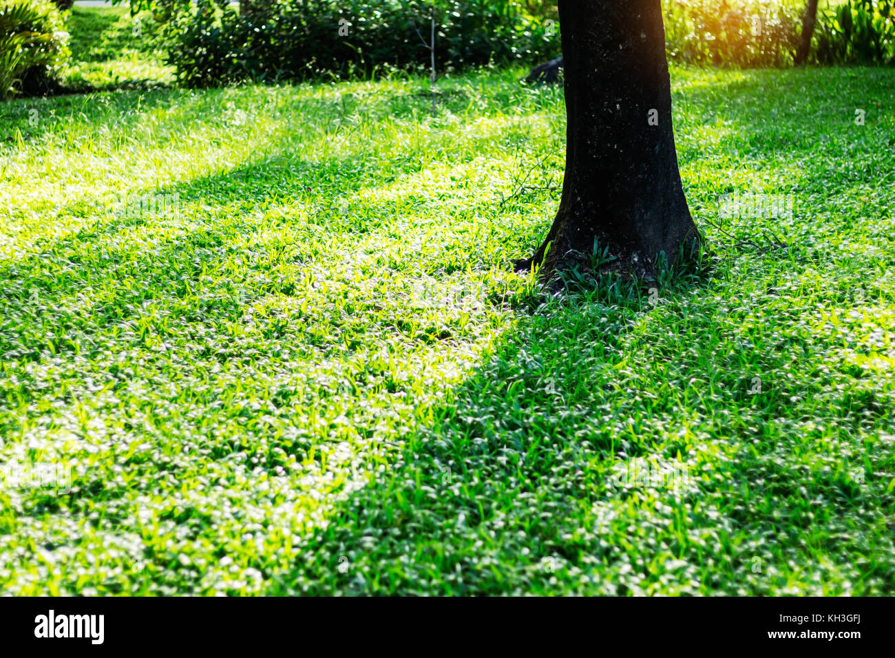 Trees and shadows on grass in the park Stock Photo - Alamy