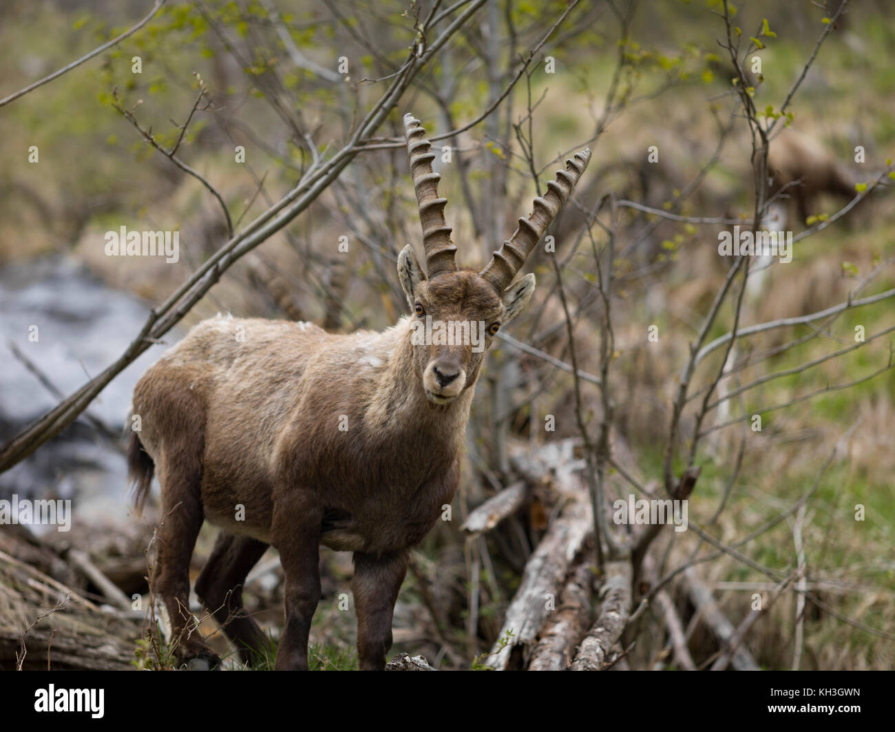 Mating goats hi-res stock photography and images - Alamy