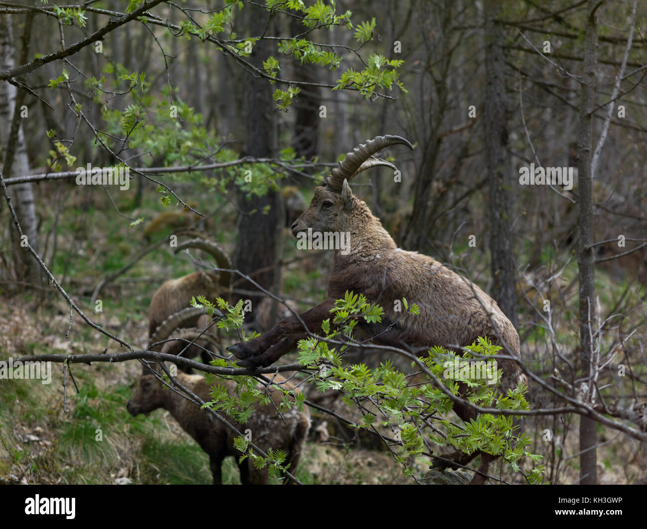 Wildlife, mountain goat, spring, mating season, forest, hawaii forest ...
