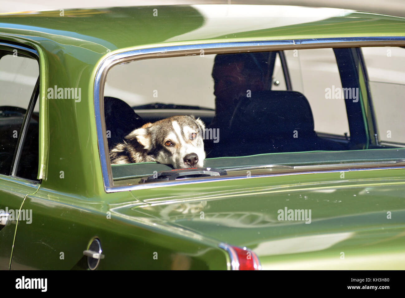 Dog looking out rear car window Stock Photo - Alamy