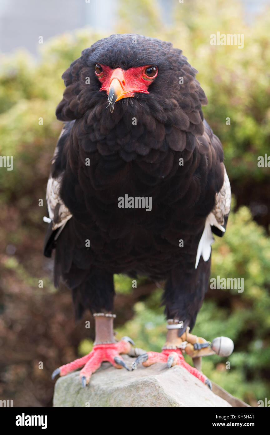 portrait of bateleur eagle Stock Photo - Alamy