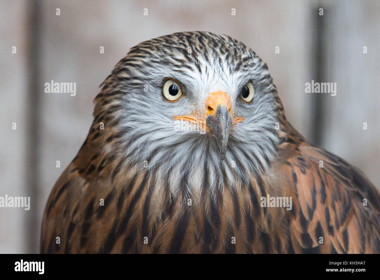 portrait of red kite Stock Photo - Alamy