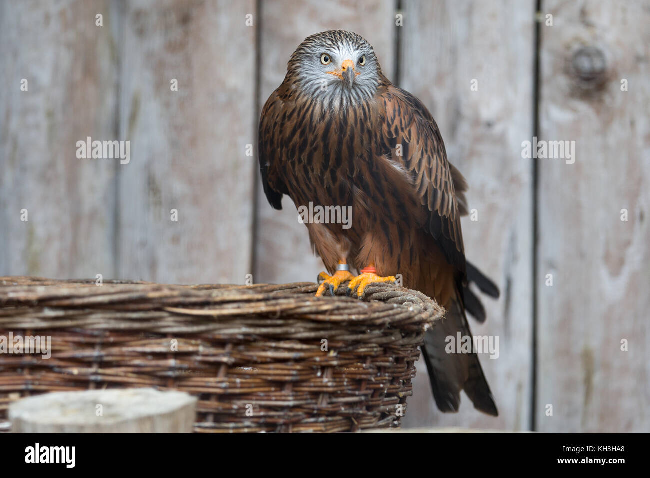 portrait of red kite Stock Photo - Alamy