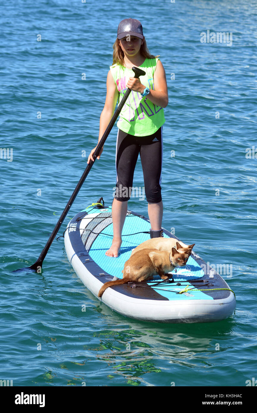 Siamese cats hi-res stock photography and images - Alamy