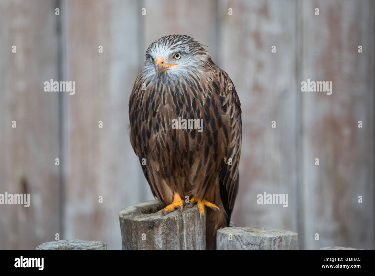 portrait of red kite Stock Photo - Alamy