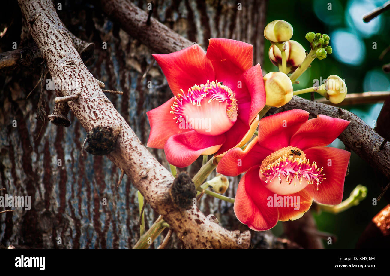 Colorful flower cannonball tree hi-res stock photography and images - Alamy