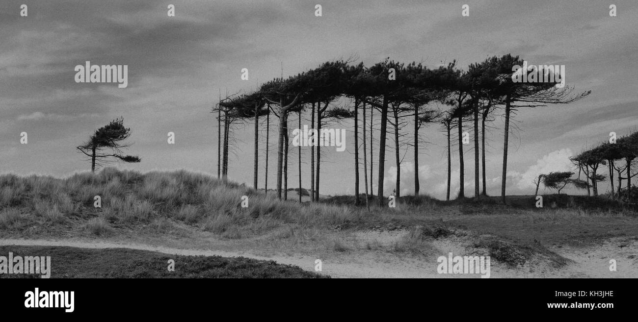 Windswept pine trees on Fromby sand dunes Stock Photo - Alamy
