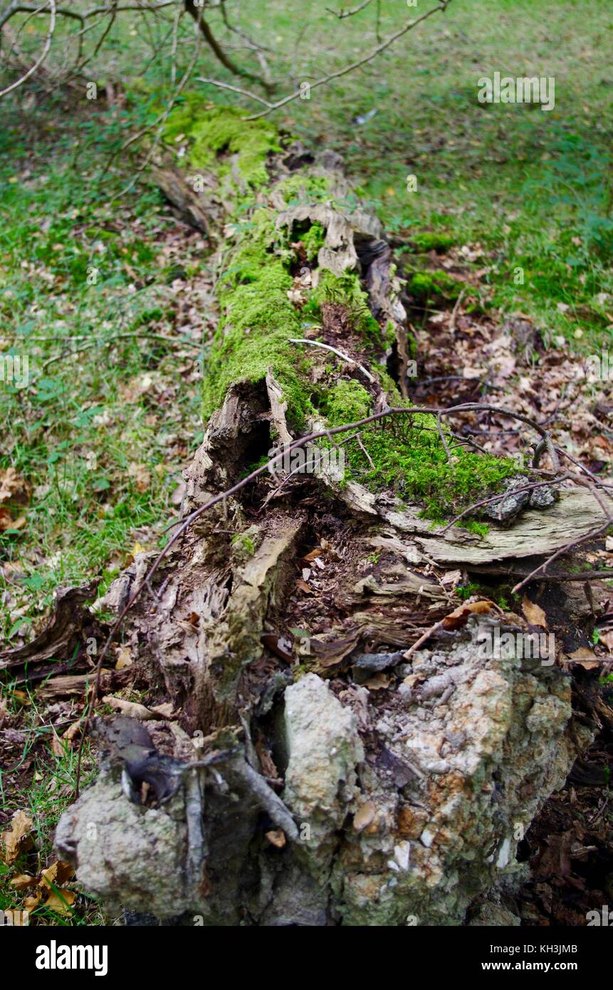 Fallen trees and branches Stock Photo - Alamy