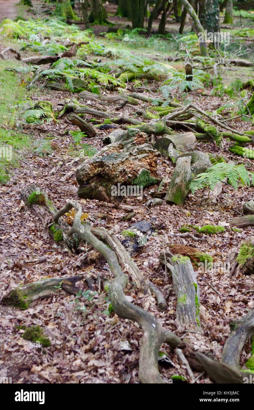 Fallen trees and branches Stock Photo - Alamy