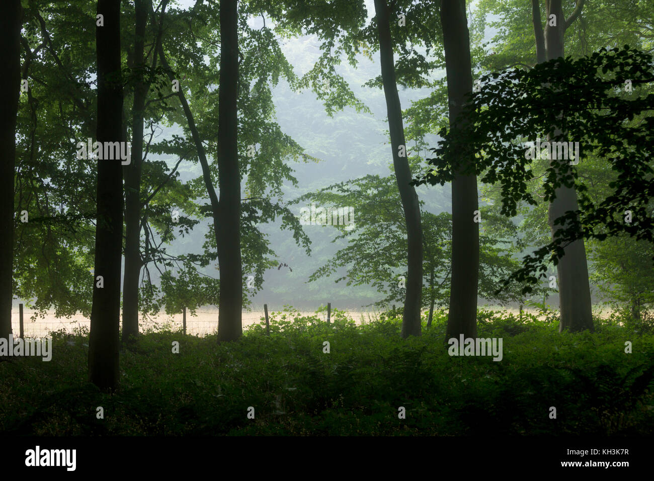 Misty King's Wood, Challock, Kent Stock Photo - Alamy