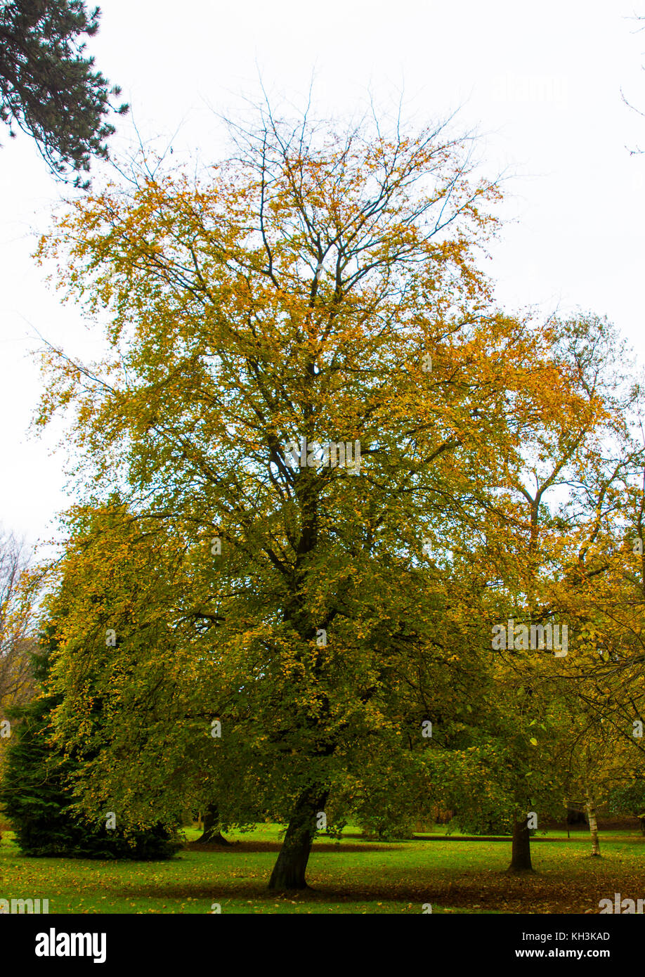 Yellowing leaves hi-res stock photography and images - Alamy