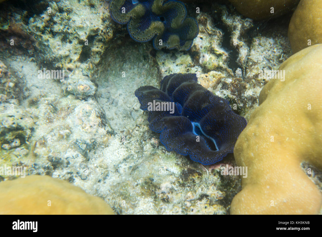 Man Eating Clam High Resolution Stock Photography and Images - Alamy