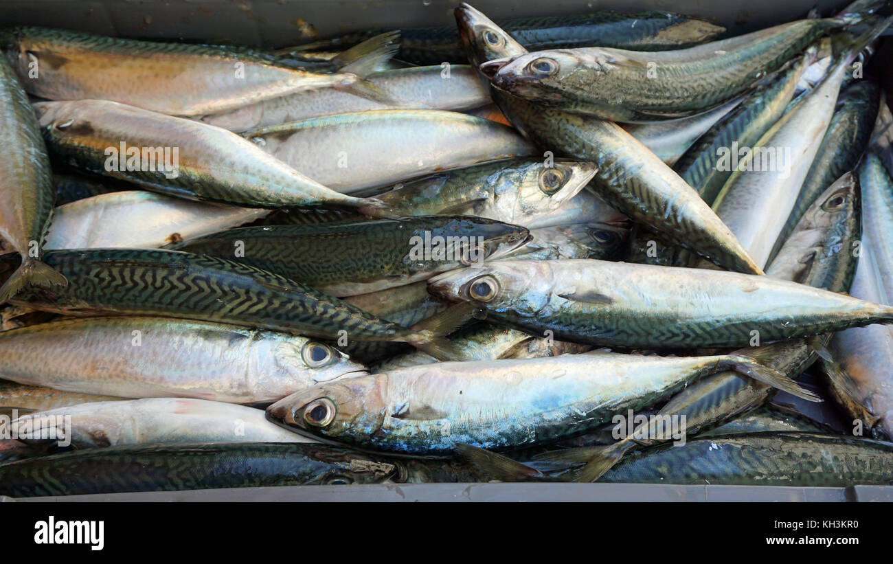 traditional fish market in split in croatia Stock Photo - Alamy