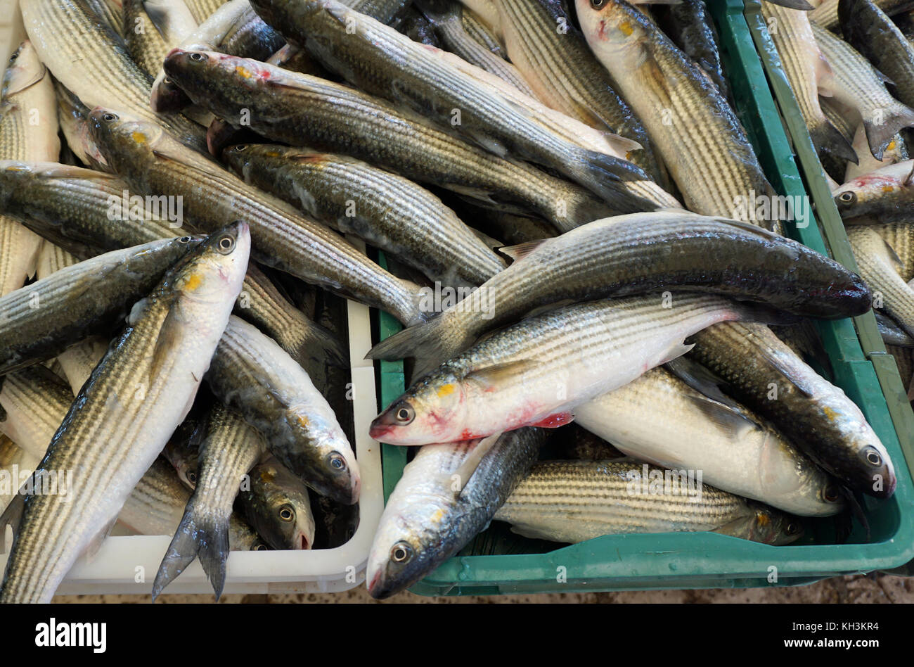 traditional fish market in split in croatia Stock Photo - Alamy