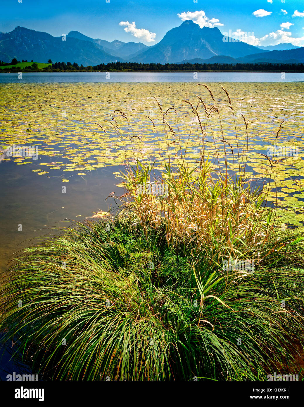 Lake hopfen hopfensee hi-res stock photography and images - Alamy