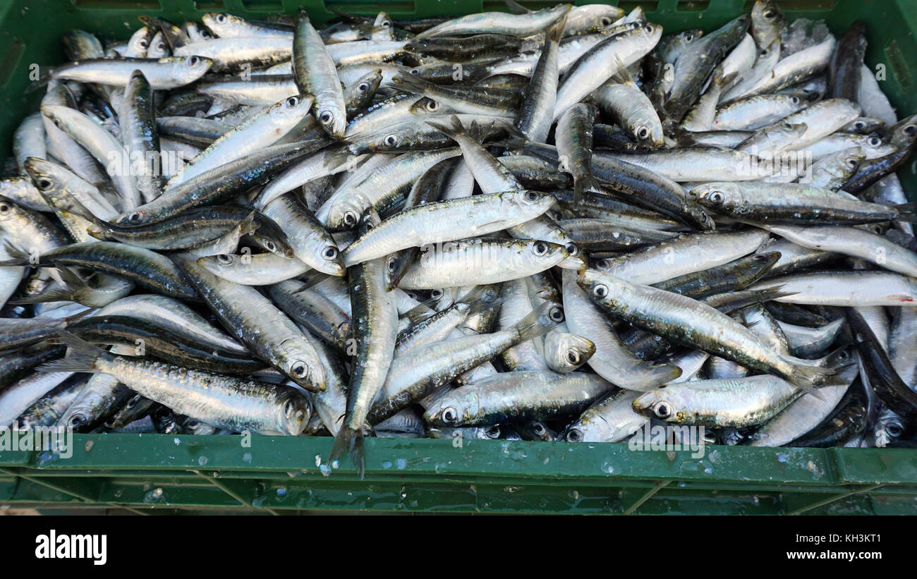 traditional fish market in split in croatia Stock Photo - Alamy