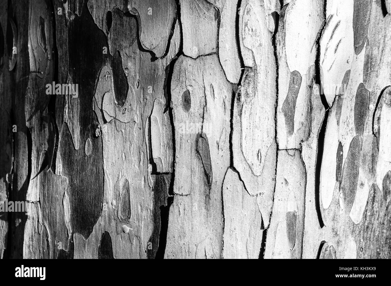 Tree bark, textured natural background Stock Photo - Alamy