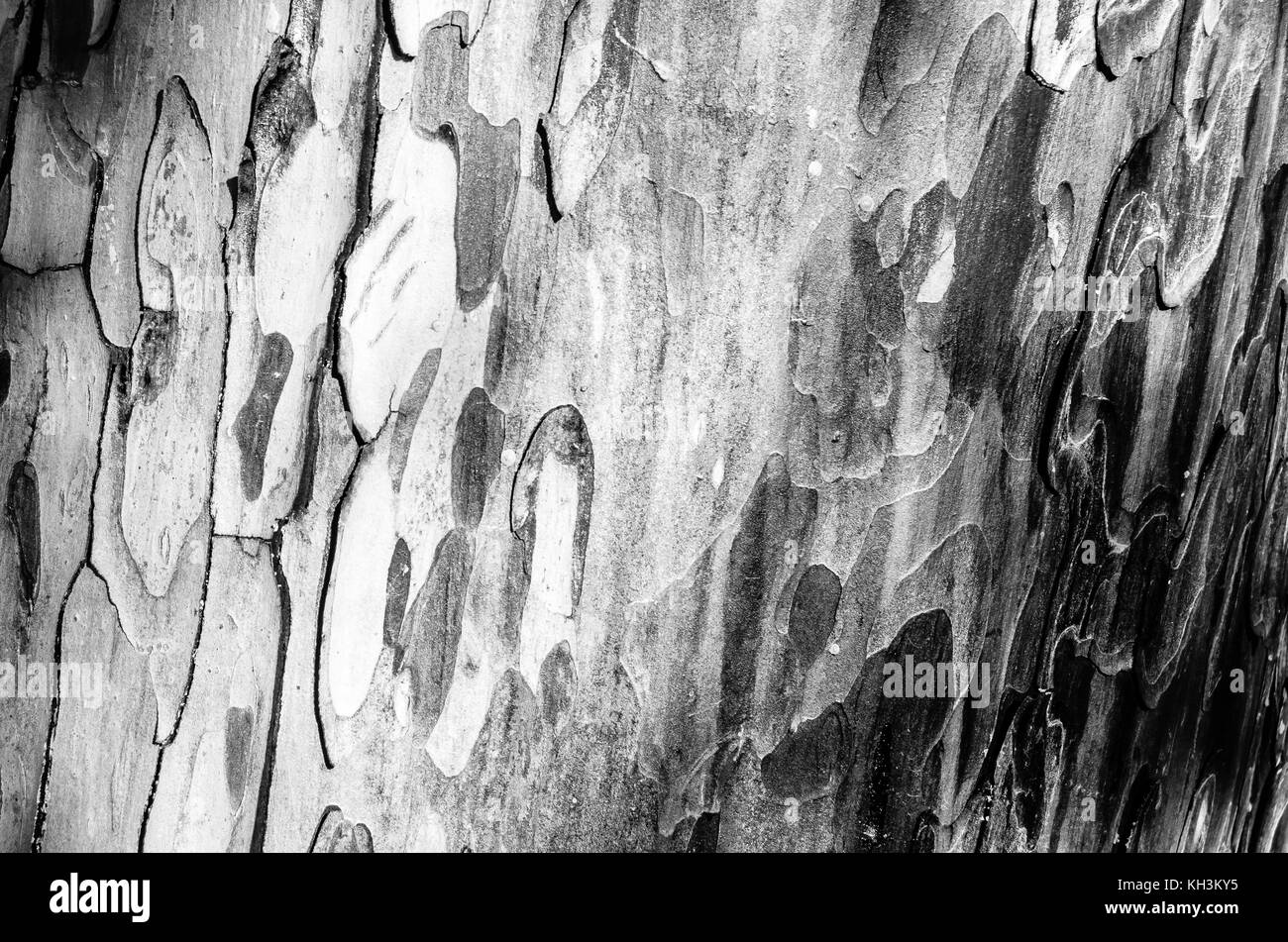 Textured tree bark detail Black and White Stock Photos & Images - Alamy