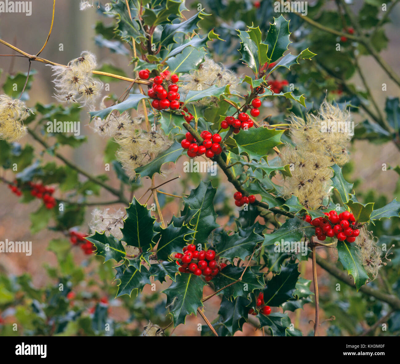 Mature holly tree hi-res stock photography and images - Alamy