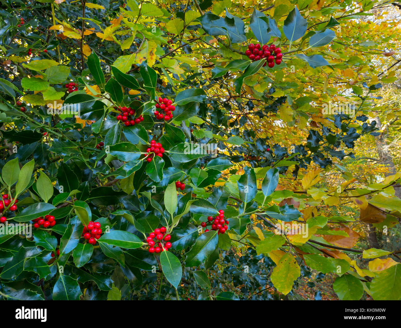 Mature holly tree hi-res stock photography and images - Alamy