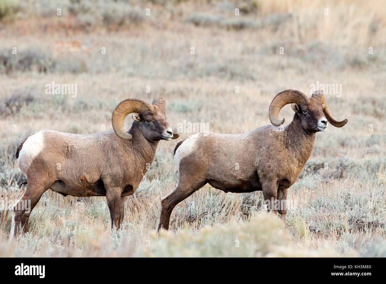Two big horn sheep rams standing side by side hi-res stock photography ...