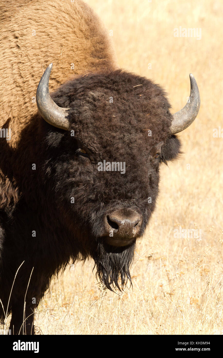 Bison portrait hi-res stock photography and images - Alamy