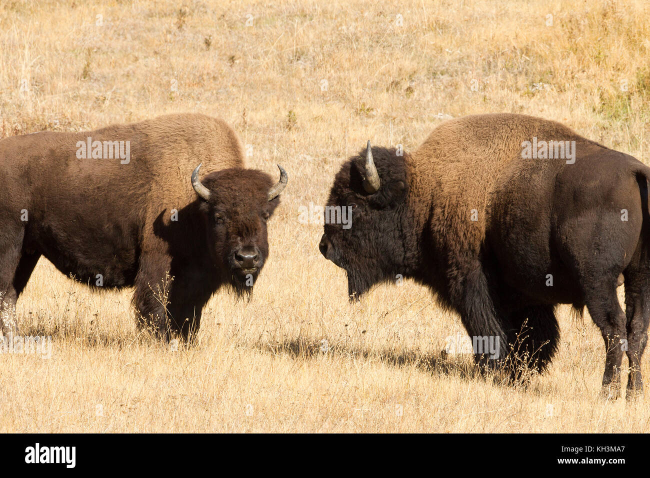 American bison bull and cow standing face to face hi-res stock ...
