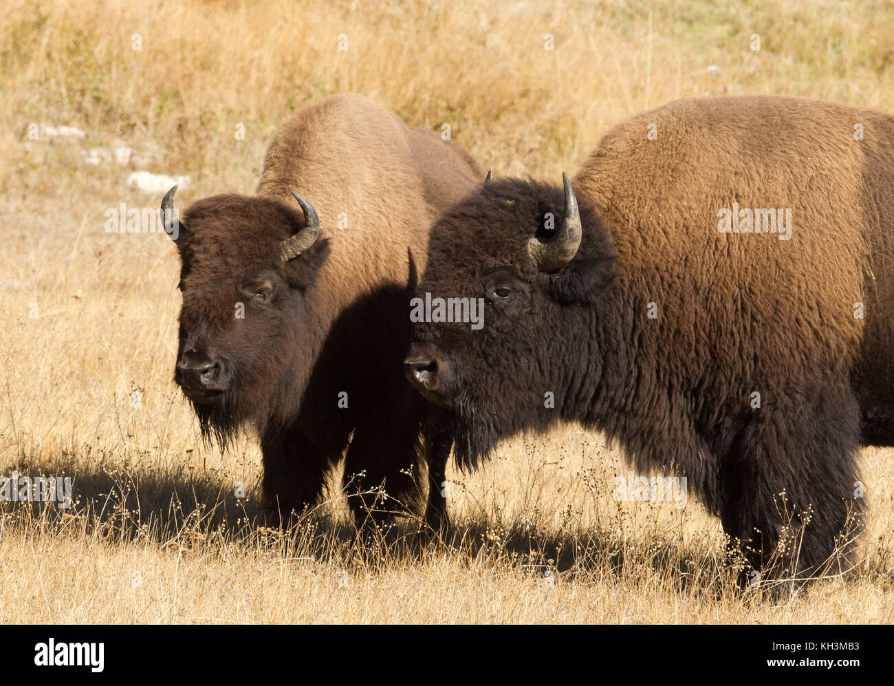 American bison bull and cow side by side hi-res stock photography and ...
