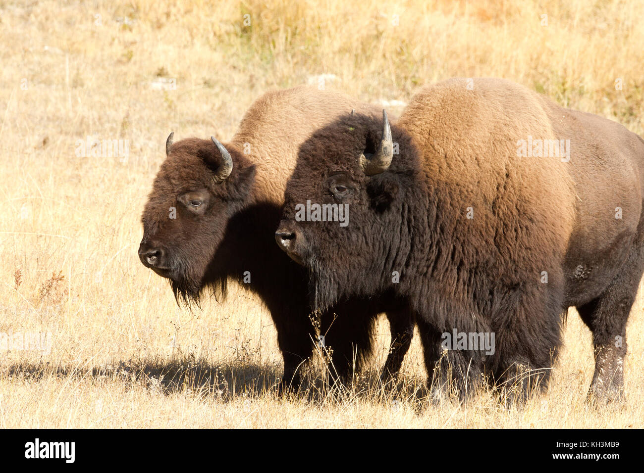 American bison bull and cow side by side hi-res stock photography and ...