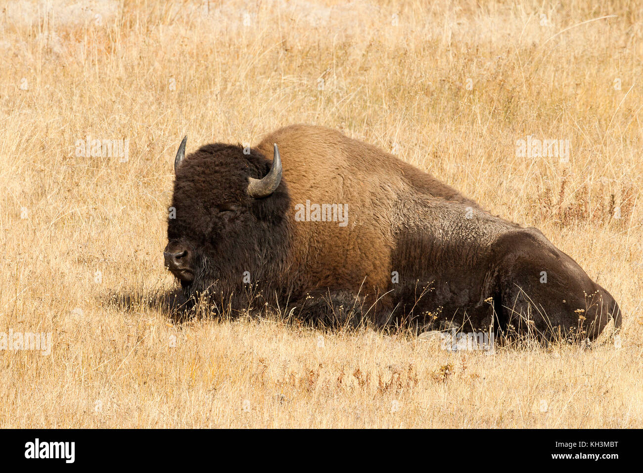 American Bison Lying Down Stock Photo - Alamy