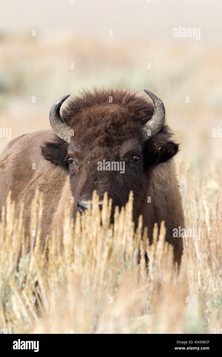 American bison looking at camera closeup hi-res stock photography and ...
