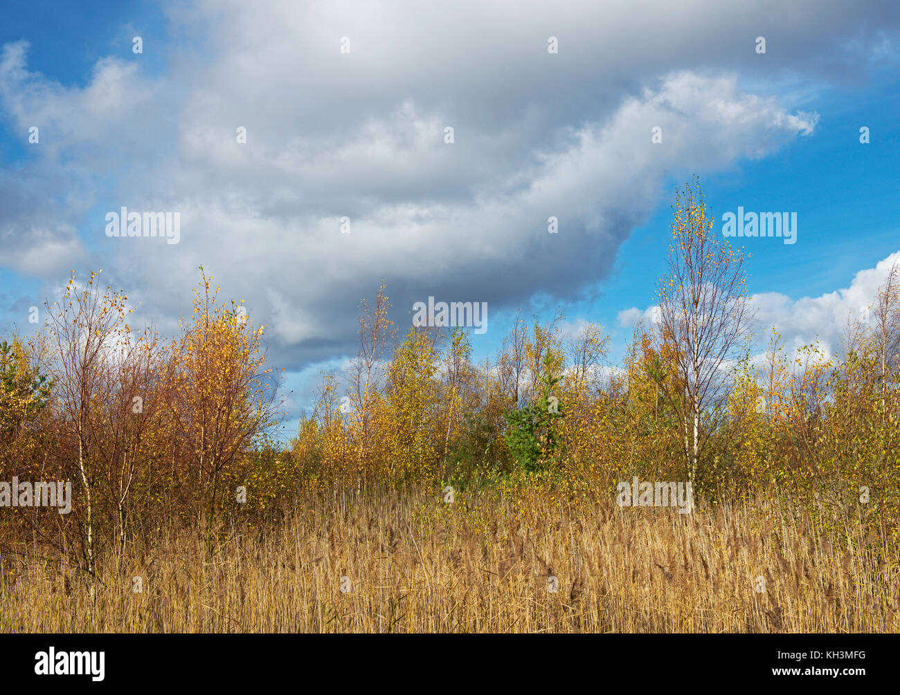 Fairburn Ings, an RSPB nature reserve, West Yorkshire, England UK Stock ...