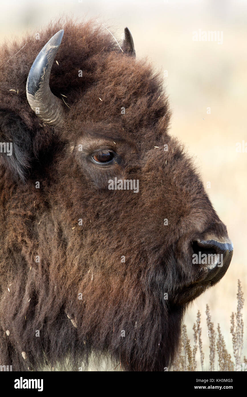 Bison portrait hi-res stock photography and images - Alamy