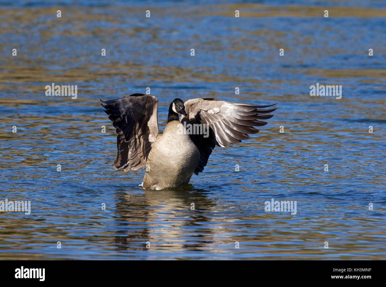 Canada Goose Flapping Stock Photo - Alamy
