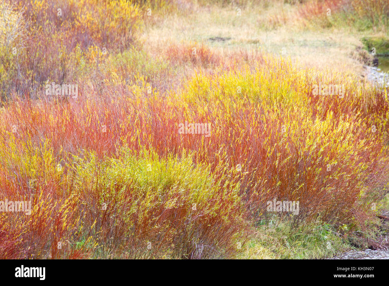 Willows hi-res stock photography and images - Alamy