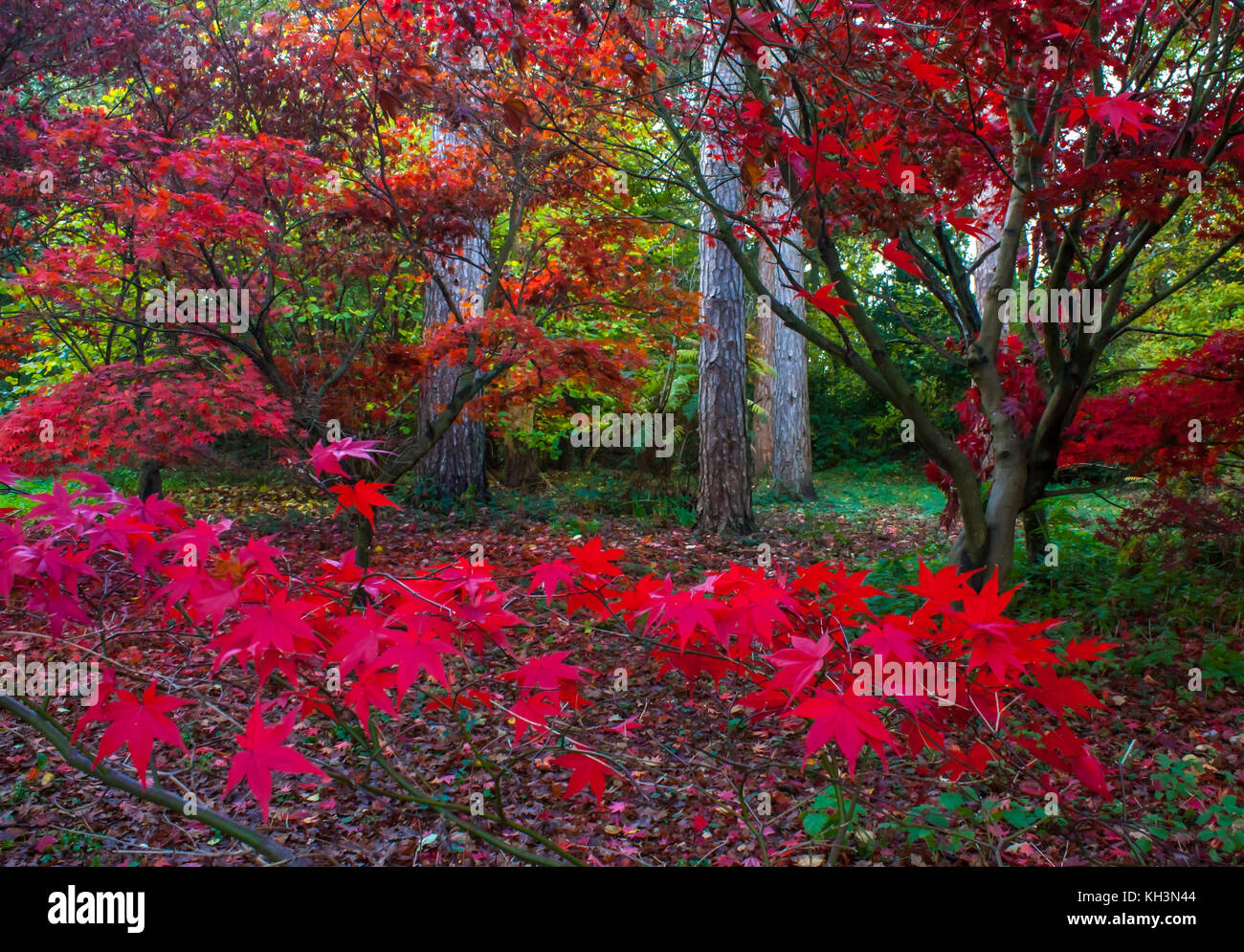 Autumn red leaves in sunlight Stock Photo - Alamy