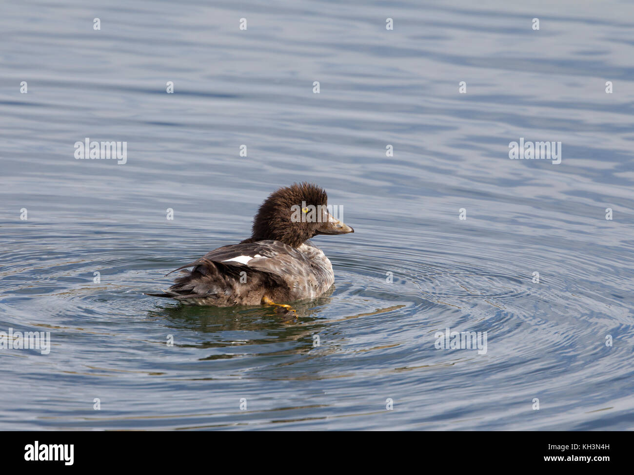 Common Goldeneye Female Stock Photo - Alamy
