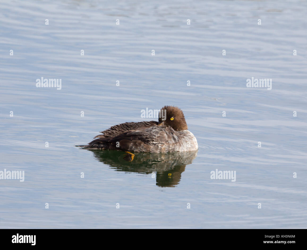 Goldeneye female hi-res stock photography and images - Alamy