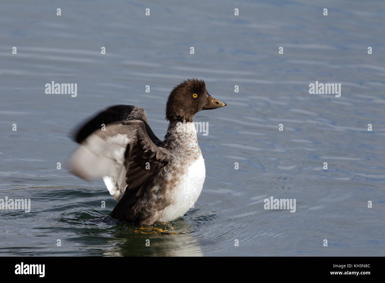 Common Goldeneye Female Stock Photo - Alamy