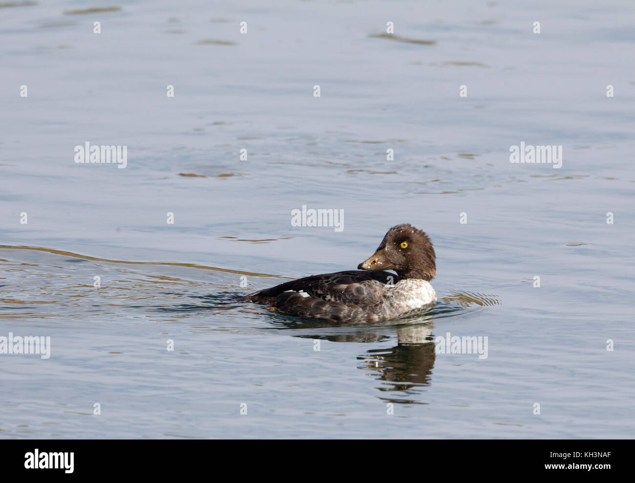 Common Goldeneye Female Stock Photo - Alamy