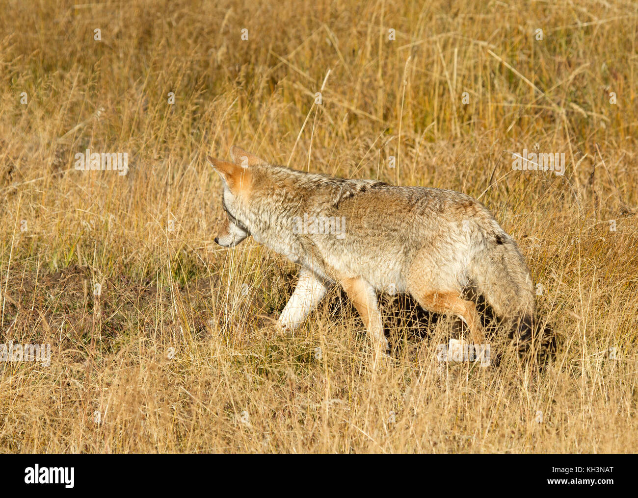 Coyote stalking hi-res stock photography and images - Alamy