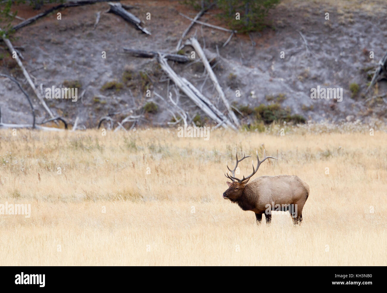 Golden elk hi-res stock photography and images - Alamy