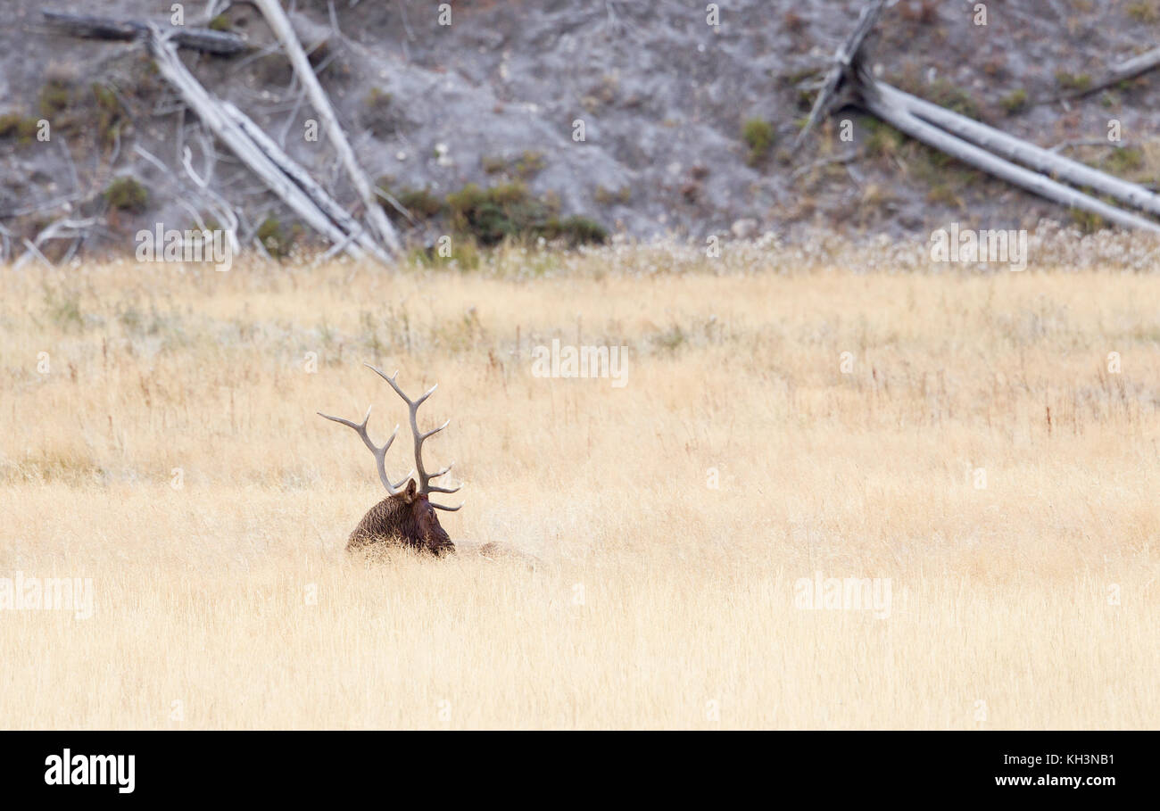 Golden elk hi-res stock photography and images - Alamy