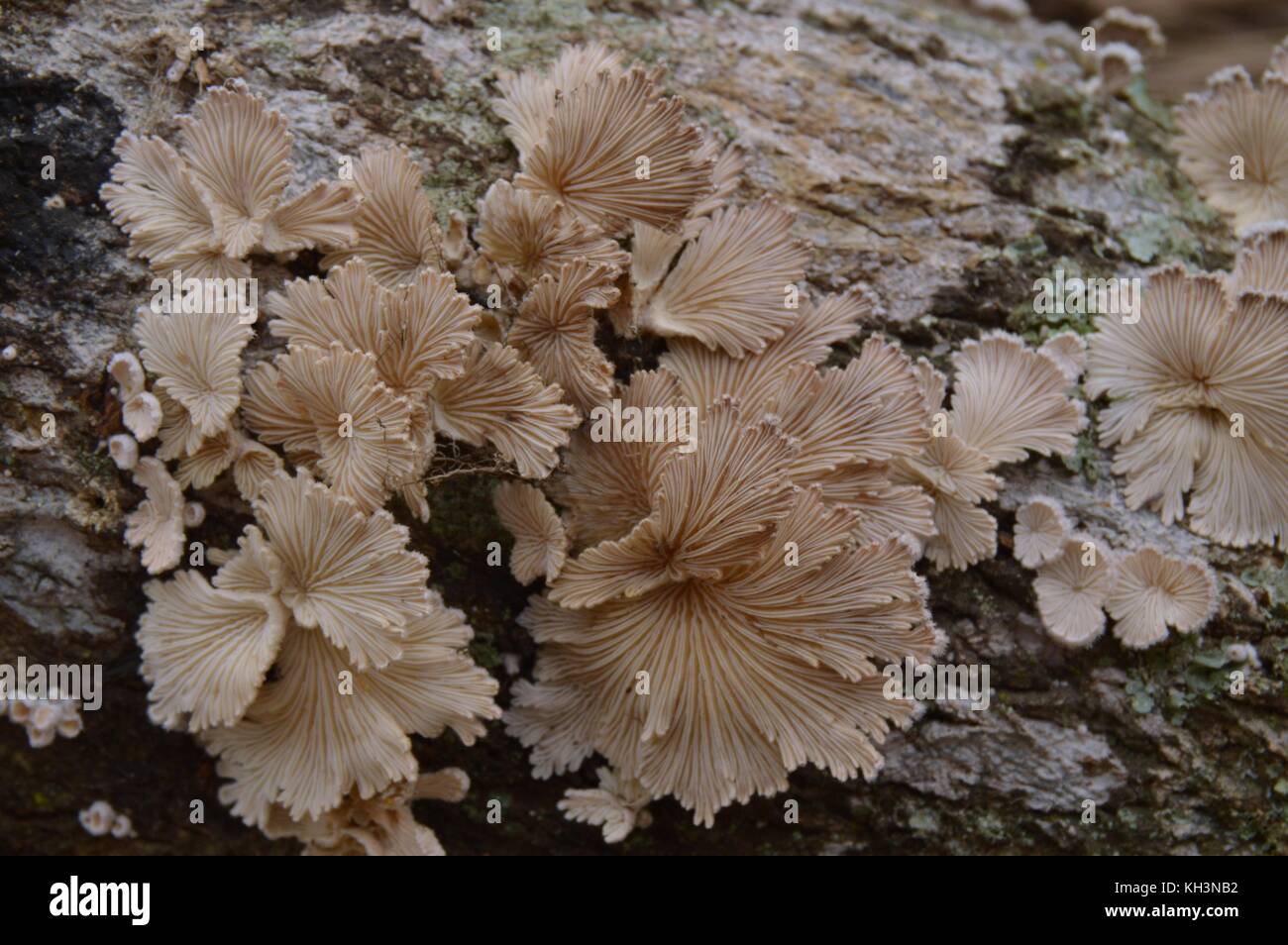the mushrooms are raise up after rain Stock Photo - Alamy