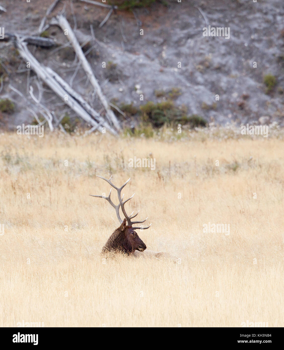 Golden elk hi-res stock photography and images - Alamy