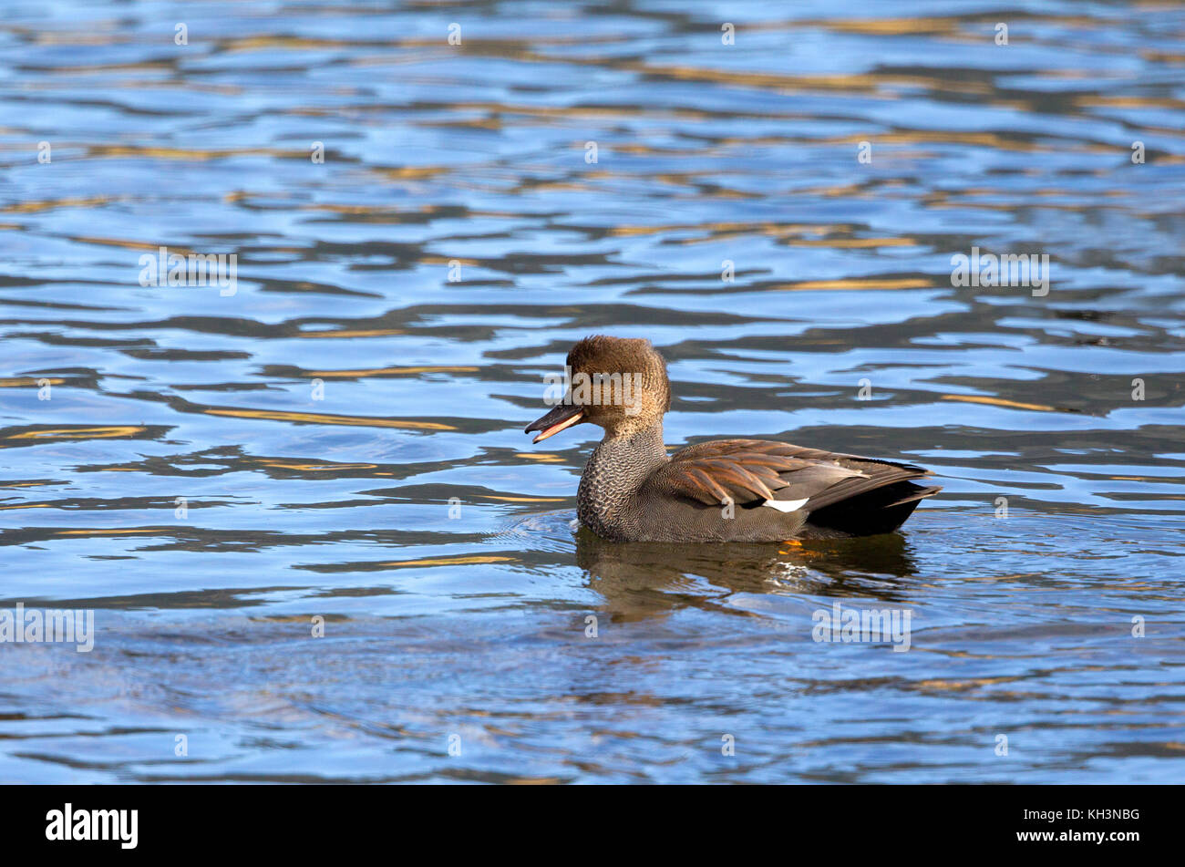 Gadwall drake hi-res stock photography and images - Alamy