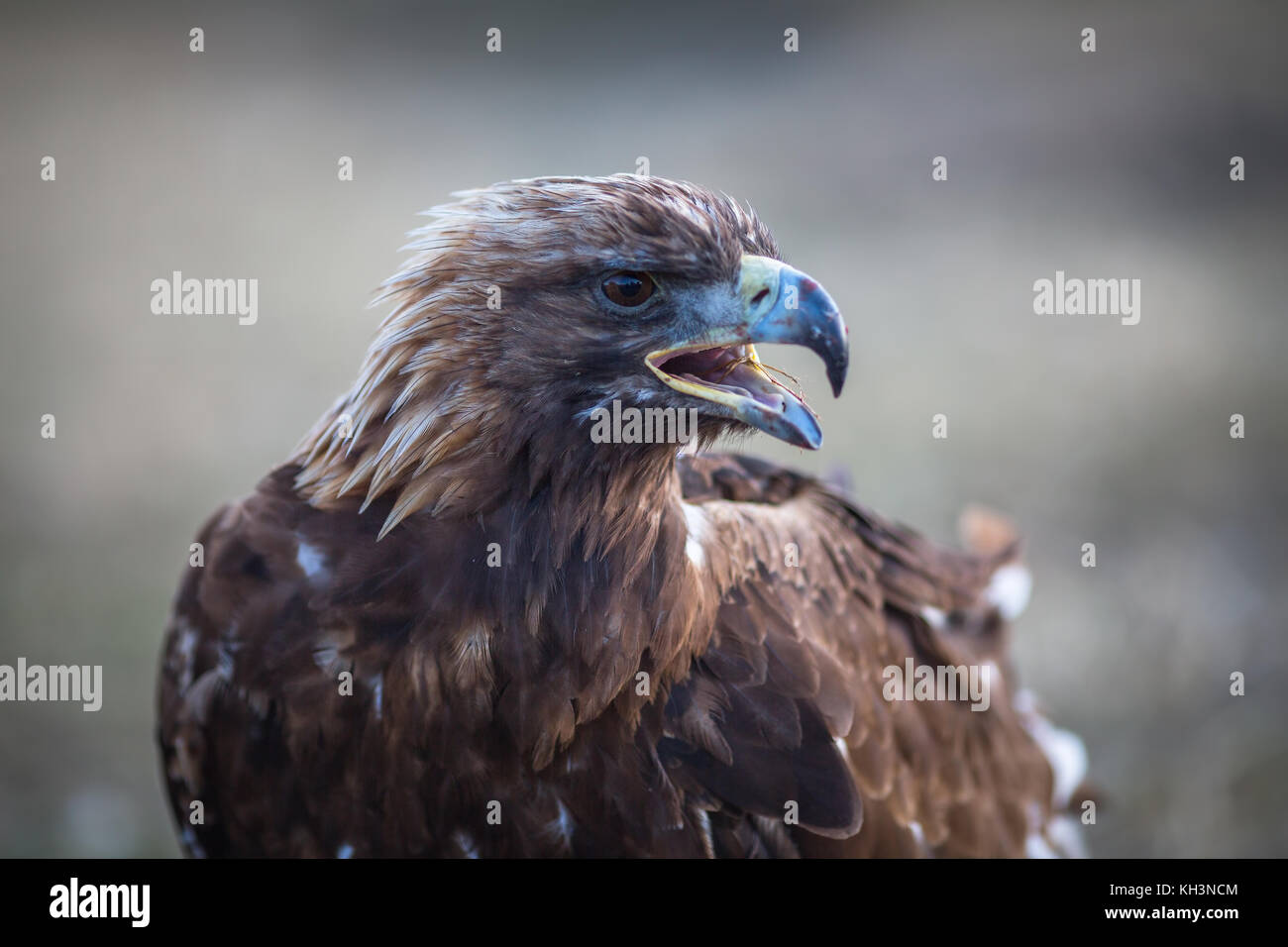 Young golden eagle hi-res stock photography and images - Alamy