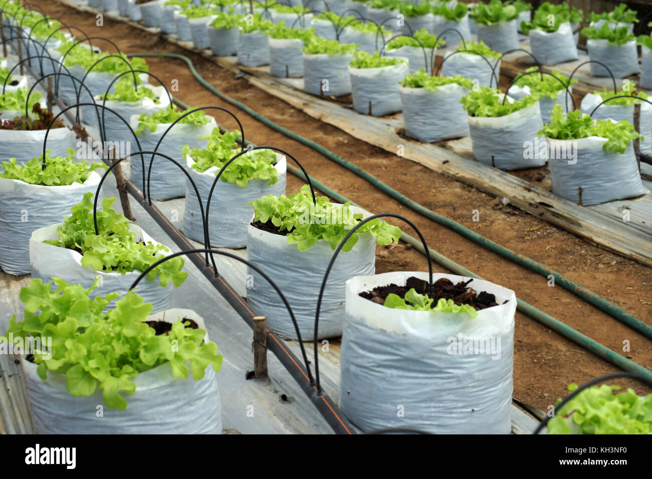 clean food, green lettuce vegetable in organic farm Stock Photo - Alamy
