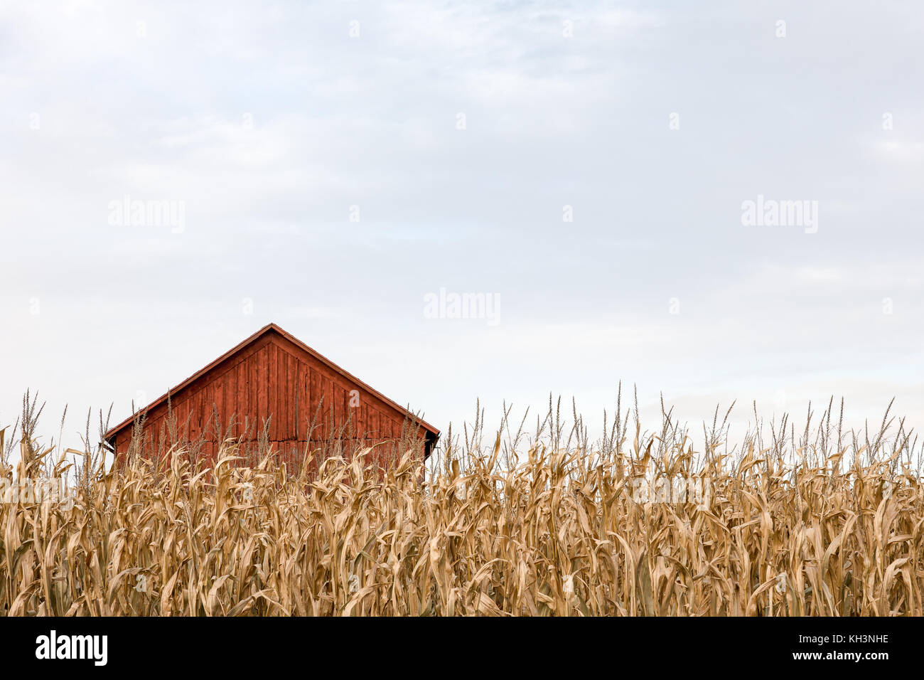 Red farm building seen behind a wall of tall dry autumn corn. Ample ...